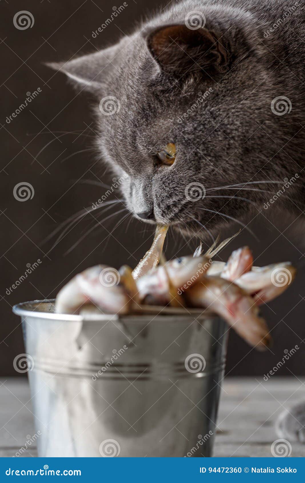 A cat eats raw fish stock photo. Image of lunch, dinner - 94472360