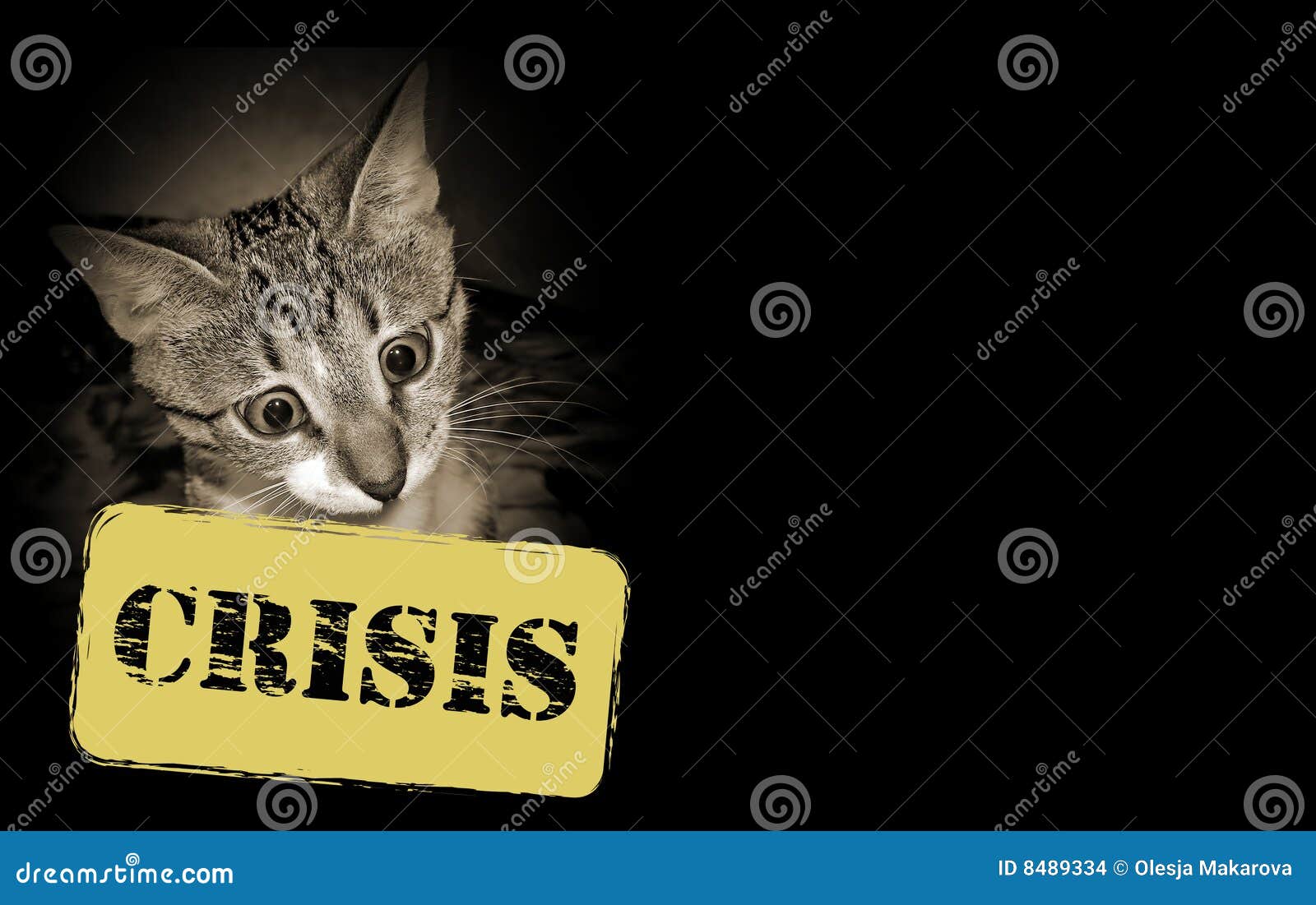 Cat and economic crisis stock photo. Image of copper, joke - 8489334