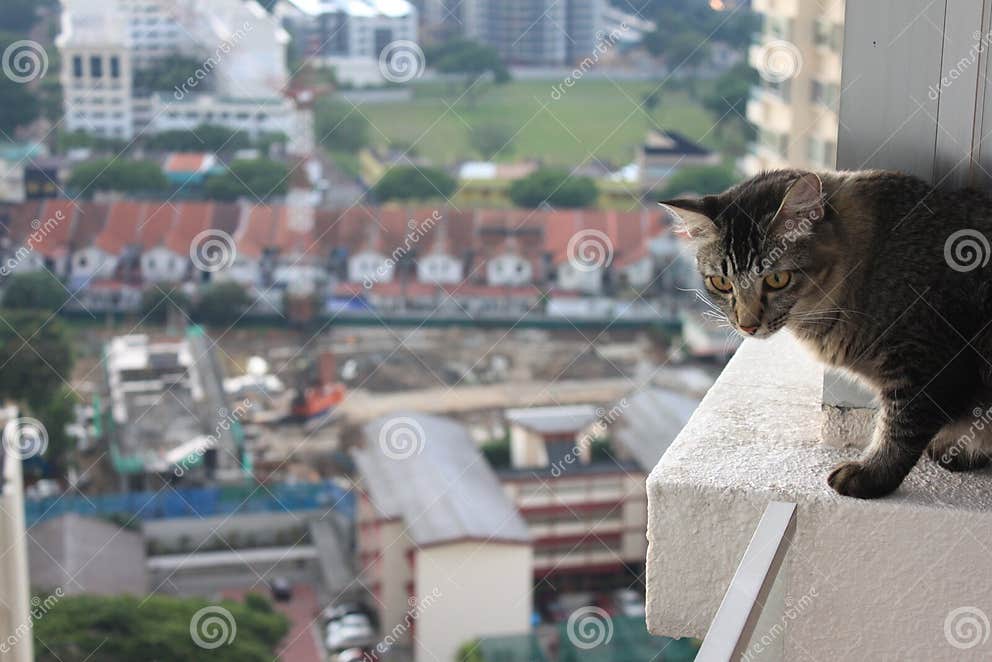 Cat on the Edge of a Balcony Stock Photo - Image of mammal, elevated ...