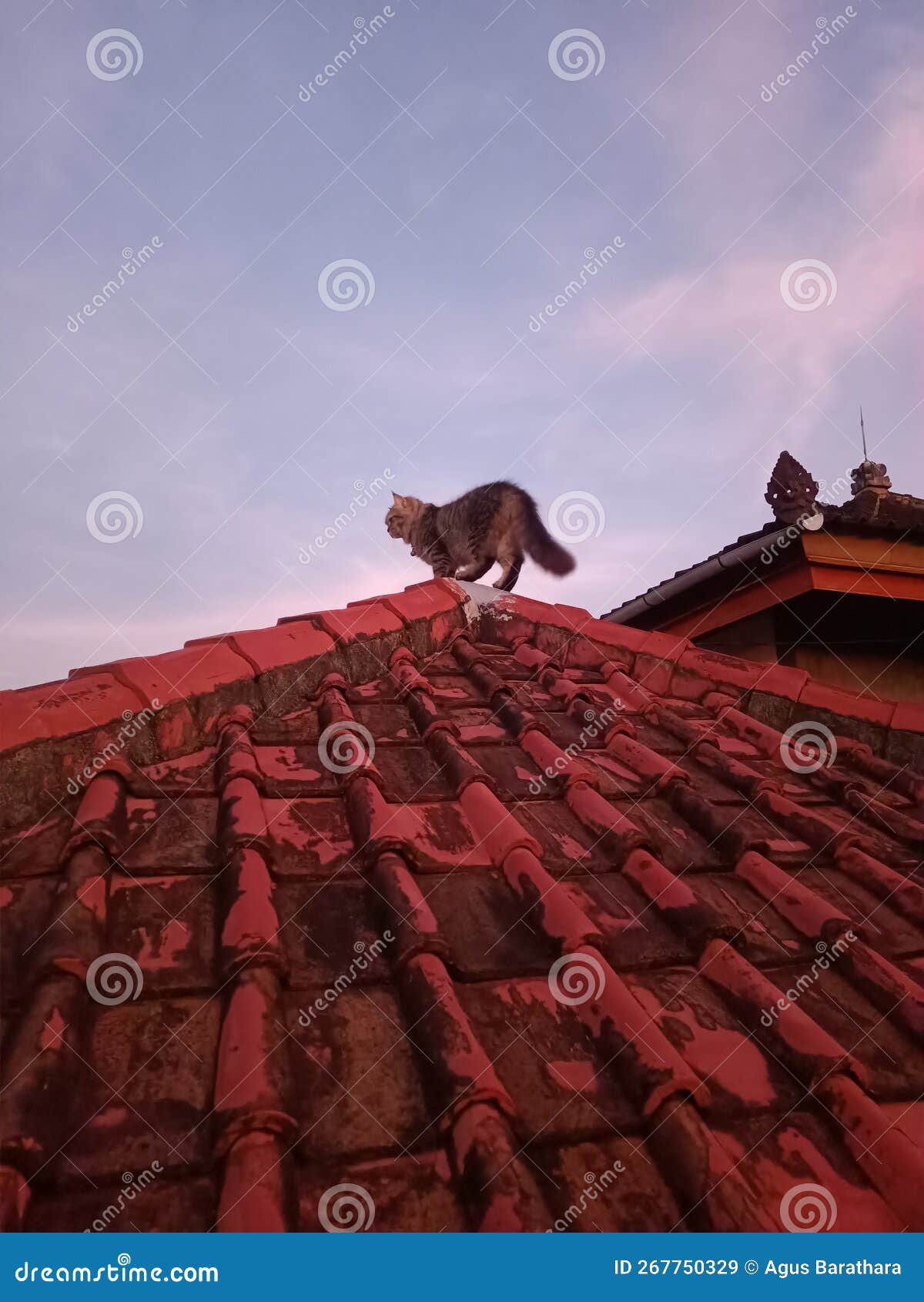 A Cat on the Edge of a High Roof Stock Image - Image of temple, cloud ...