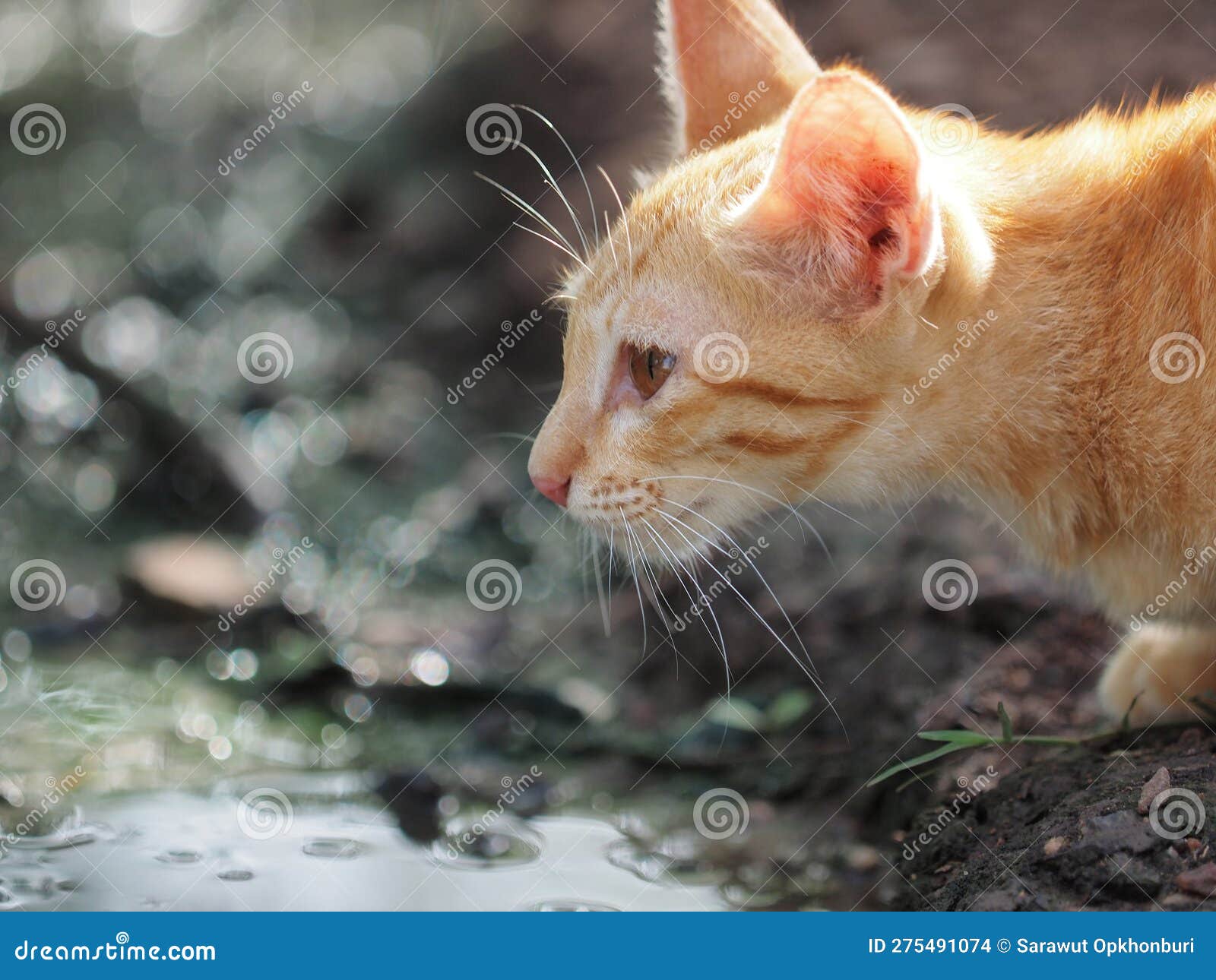 The Cat is on the Edge of the Pond . Stock Photo - Image of grass ...