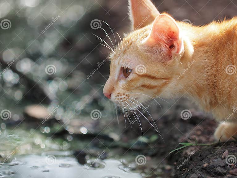 The Cat is on the Edge of the Pond . Stock Photo - Image of grass ...