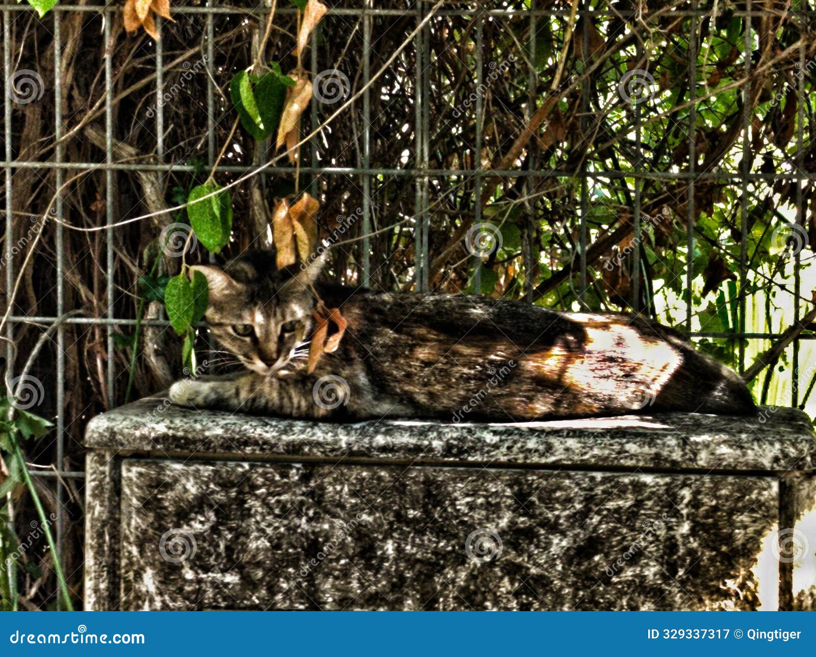Cat in the Electrical Cabinet. Stock Image - Image of cats, animal ...