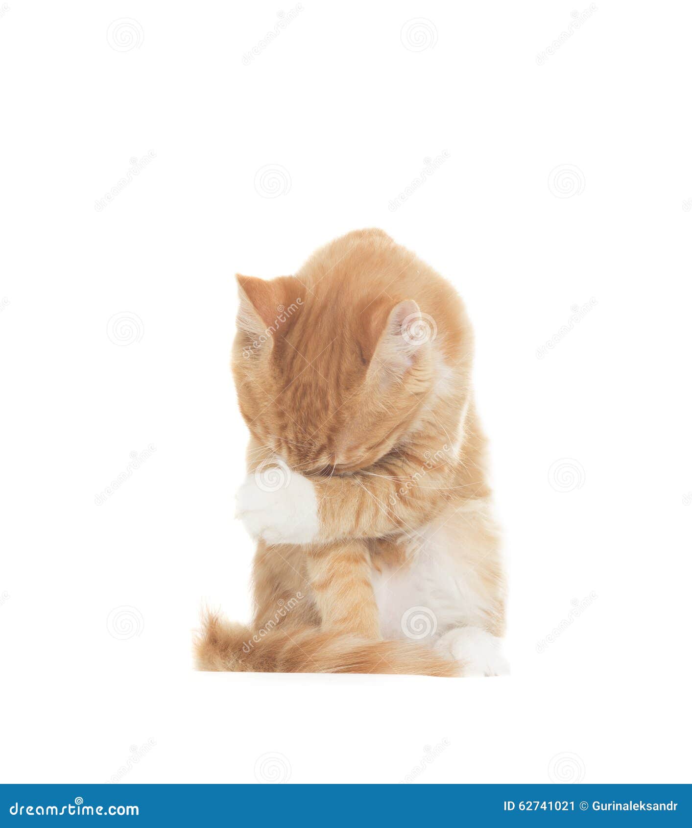 117 Embarrassed Cat Photos - Free & Royalty-Free Stock Photos from ...