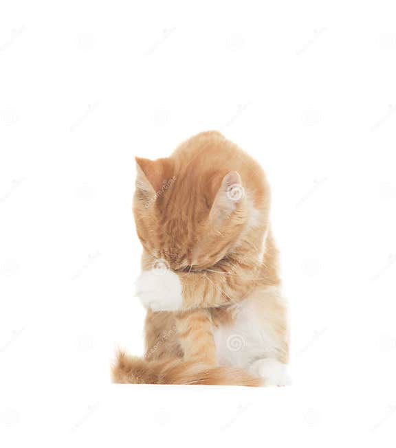 Cat embarrassed stock image. Image of tabby, guilt, embarrassment ...