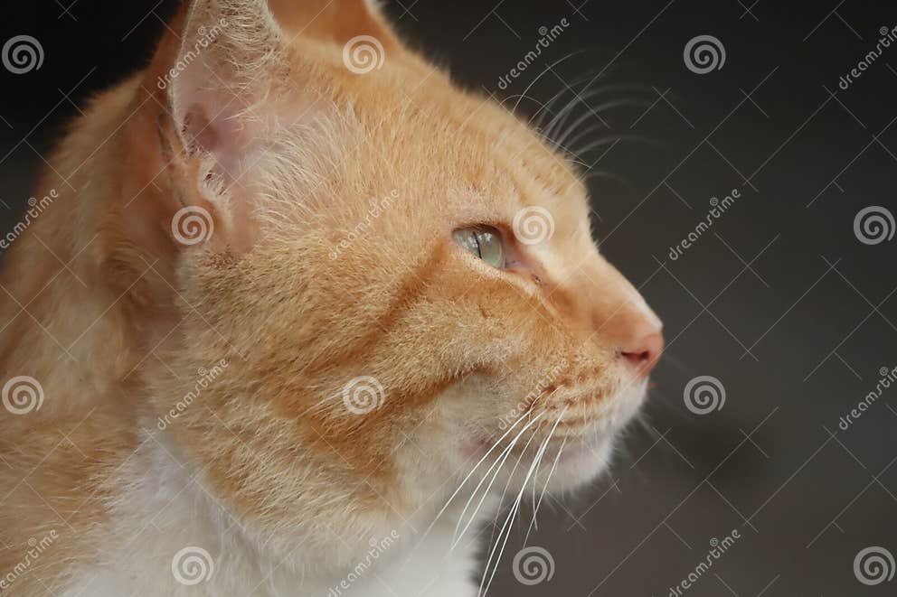 A cat with empty stock image. Image of whiskers, eyes - 314619795