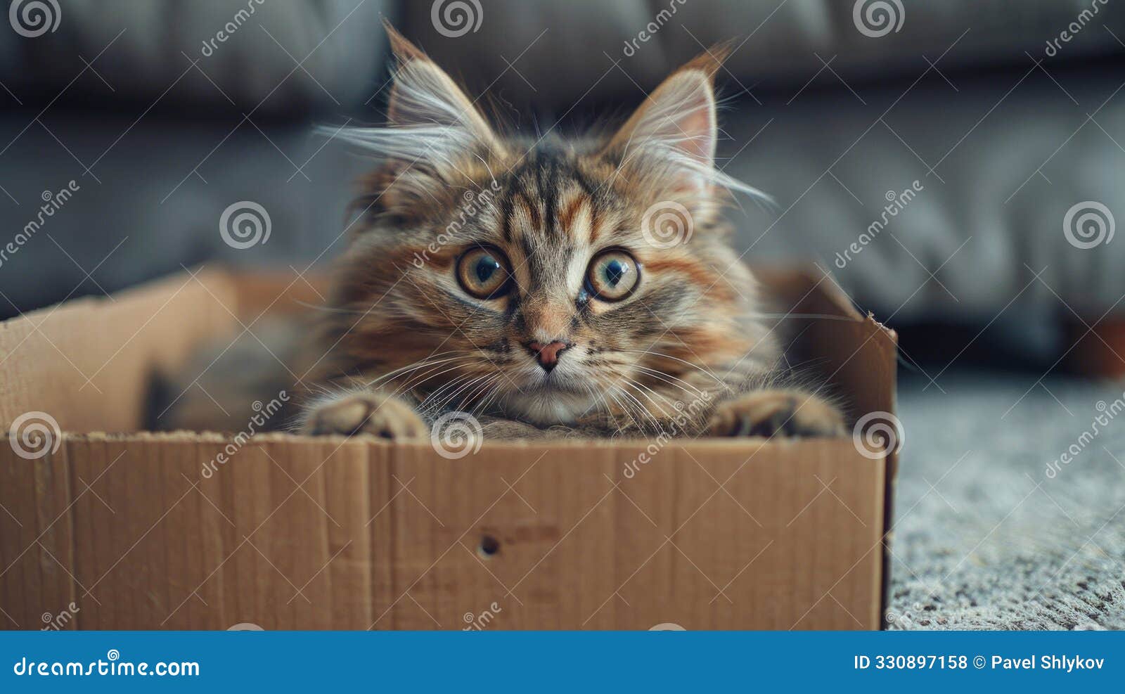 Cat in an empty pack box stock photo. Image of icon - 330897158