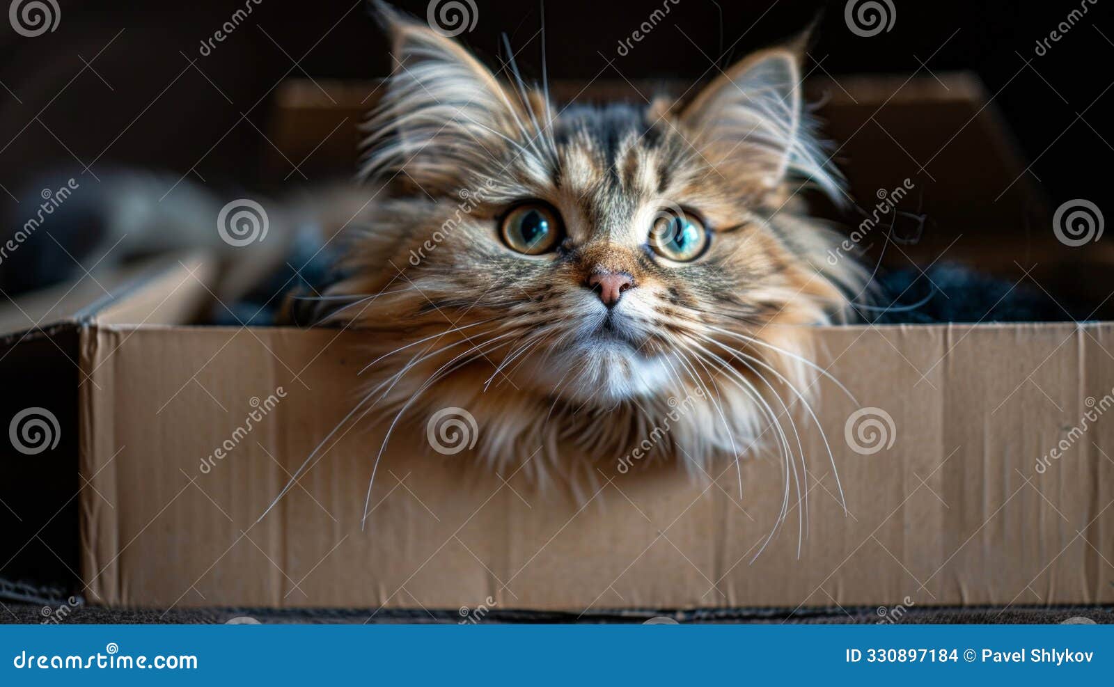 Cat in an empty pack box stock photo. Image of delivery - 330897184