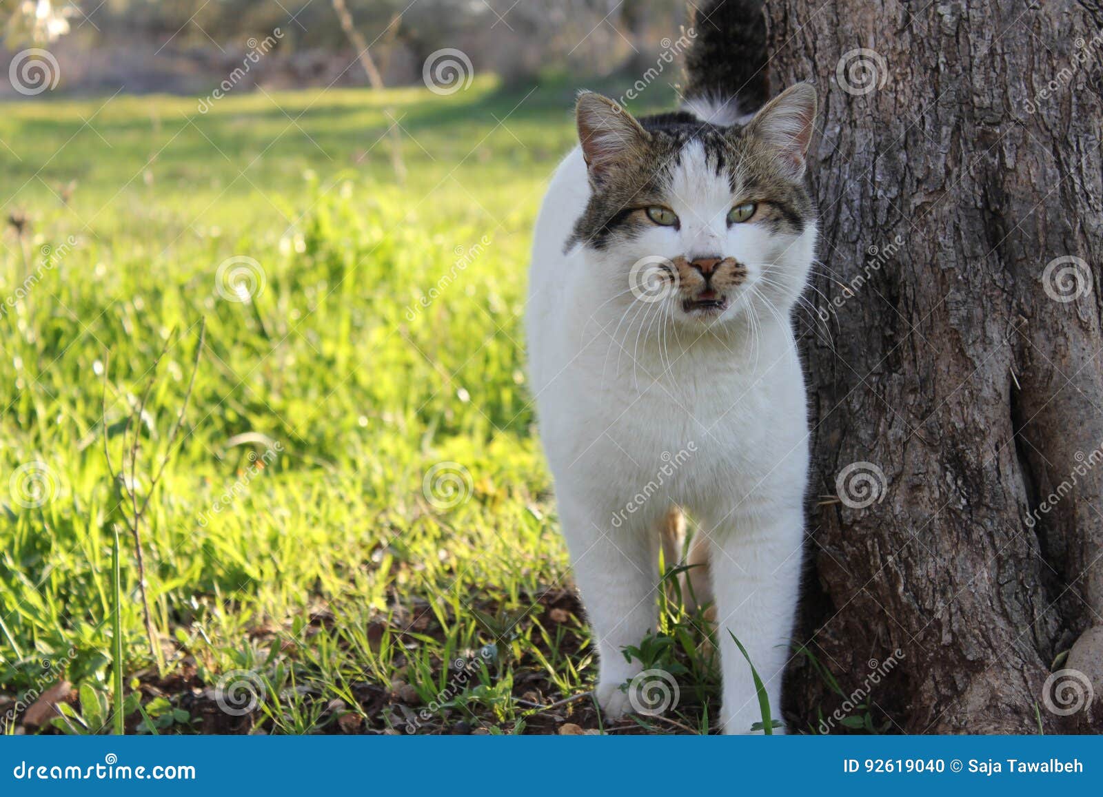 Cat stock photo. Image of flower, angry, mammal, green - 92619040
