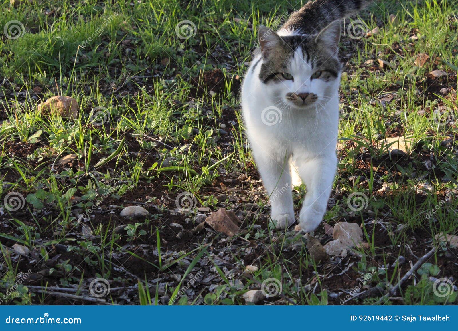 Cat stock photo. Image of pretty, friendly, kitty, relaxing - 92619442