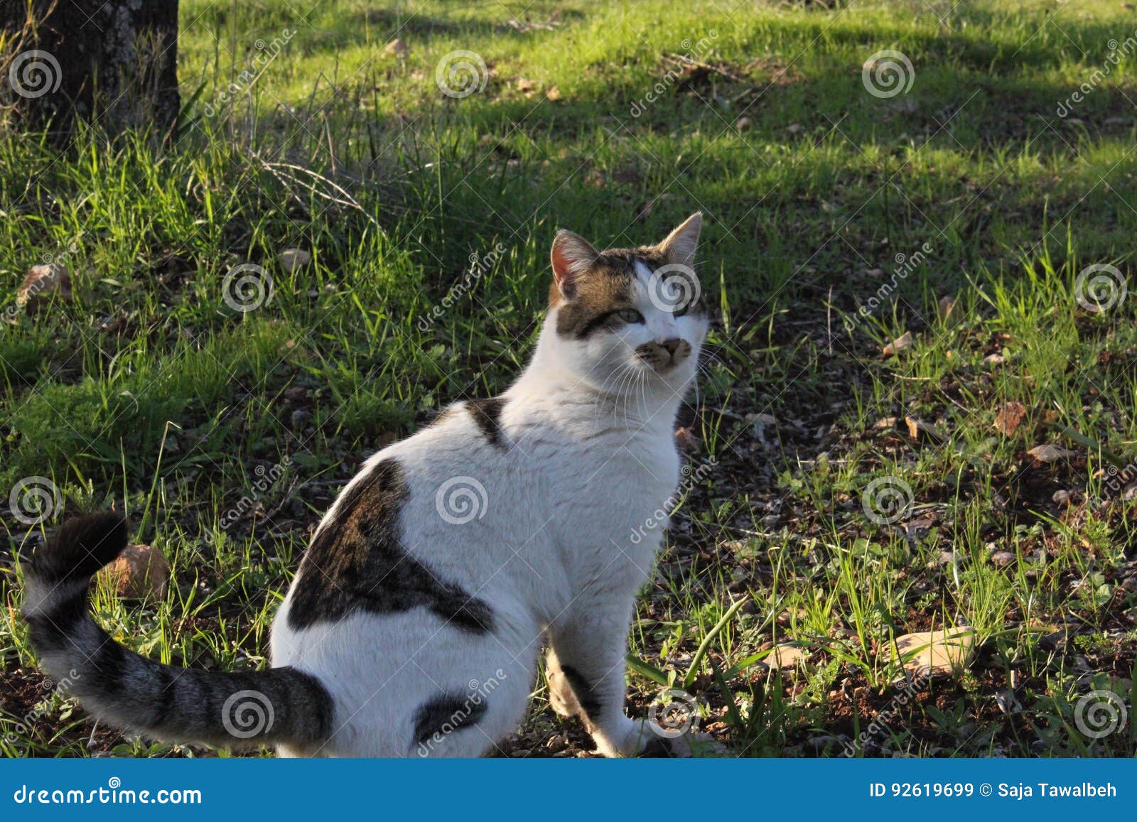 Cat stock image. Image of happy, garden, spring, ground - 92619699