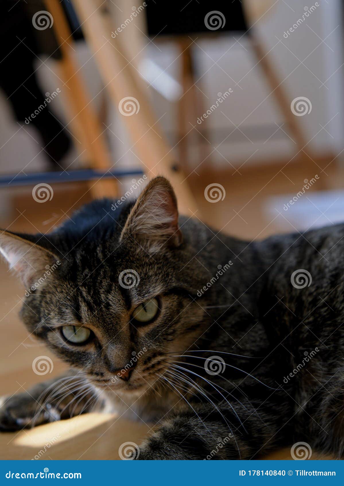 Cat enjoy the sun stock photo. Image of kitty, beautiful - 178140840