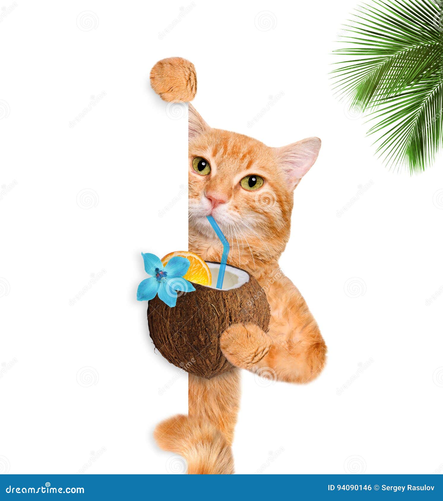 Cat enjoying a cocktail . stock photo. Image of copy - 94090146
