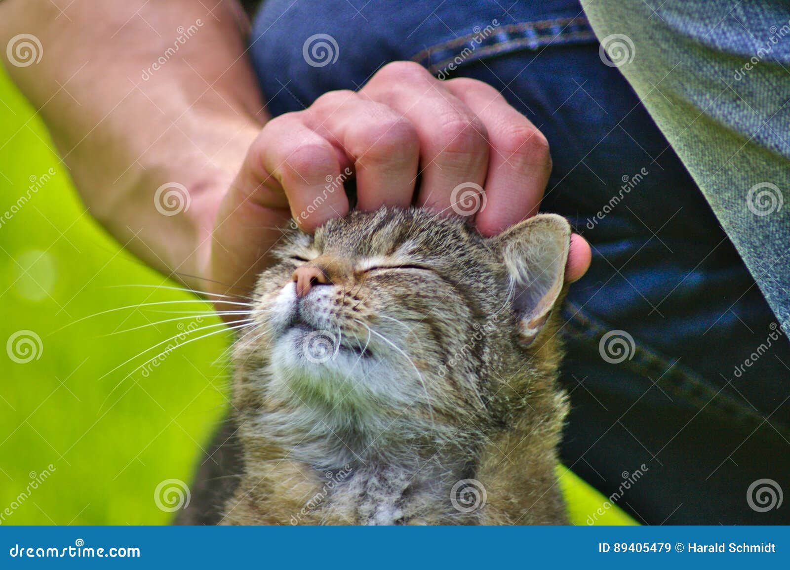 Cat Enjoying a Pat on the Head Stock Image - Image of head, furry: 89405479