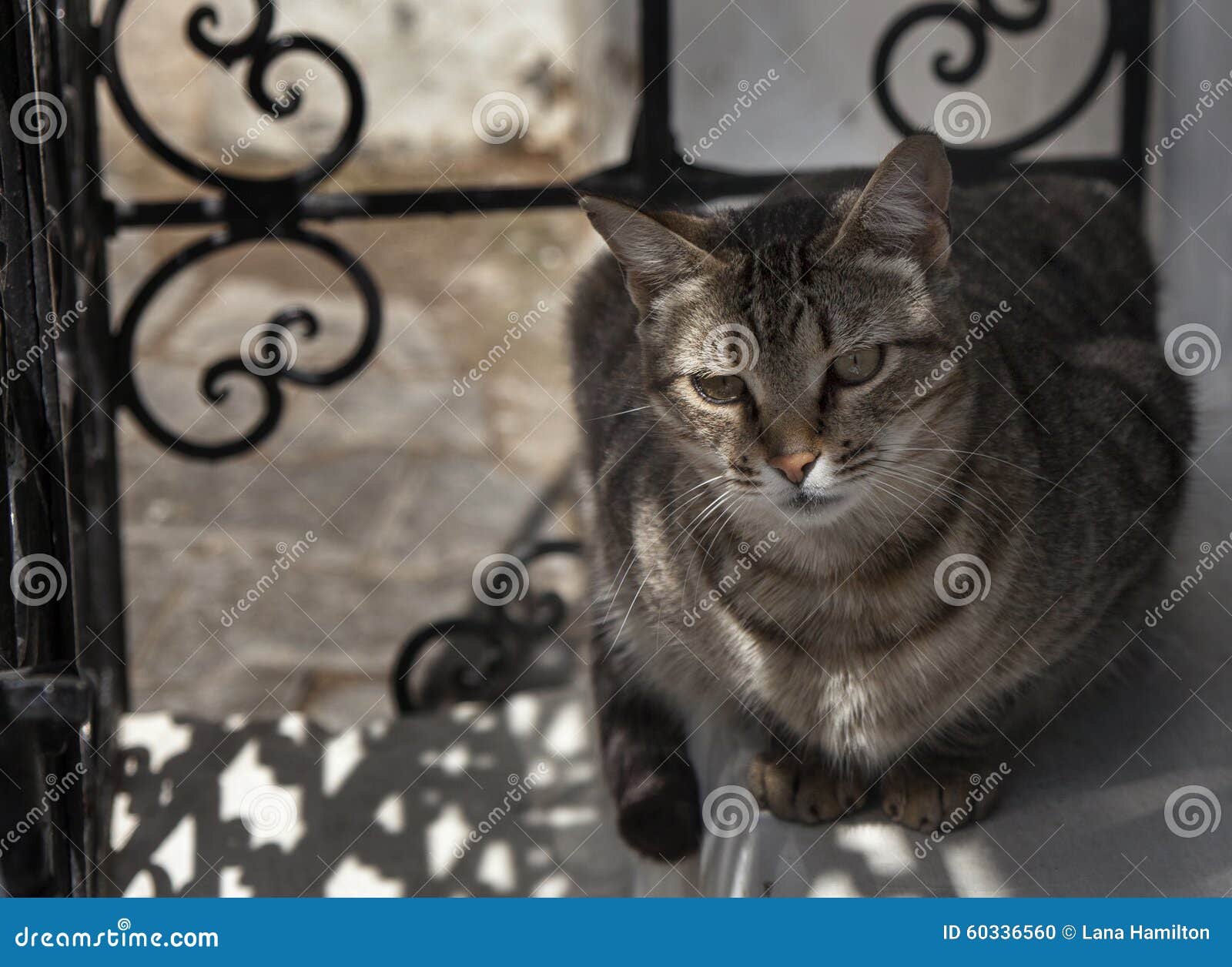 Cat enjoying the shade stock photo. Image of porch, enjoying - 60336560