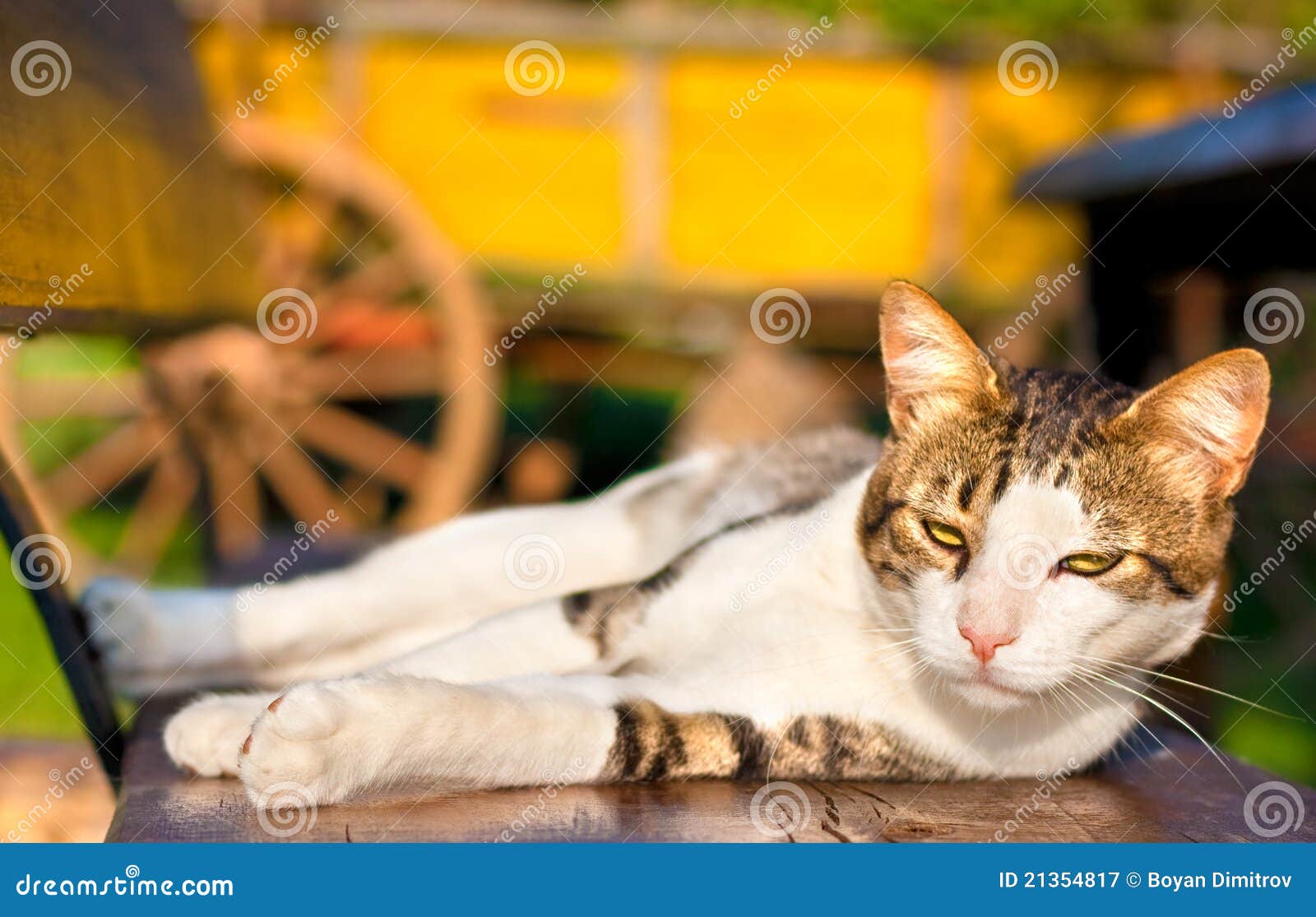 Cat enjoying sunlight stock image. Image of cute, domestic - 21354817