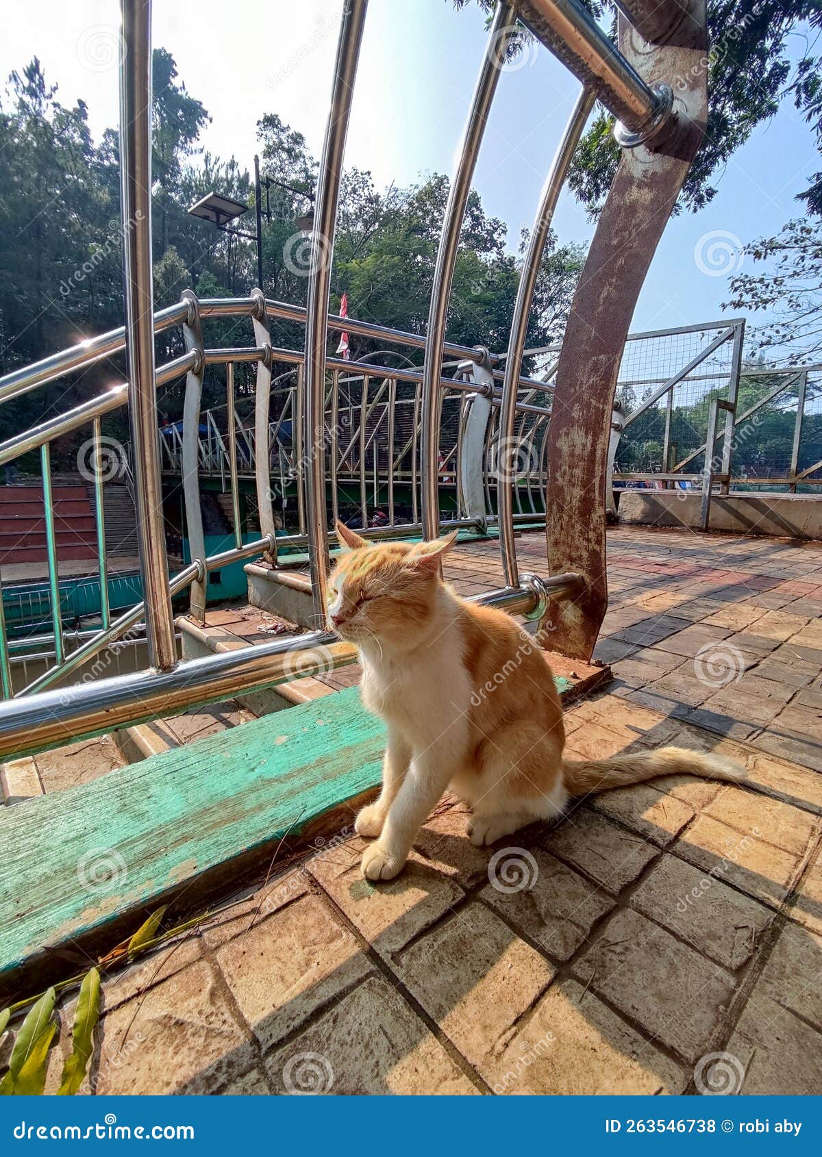 Cat Enjoying the Warm Morning Sun Stock Photo - Image of warm, morning ...