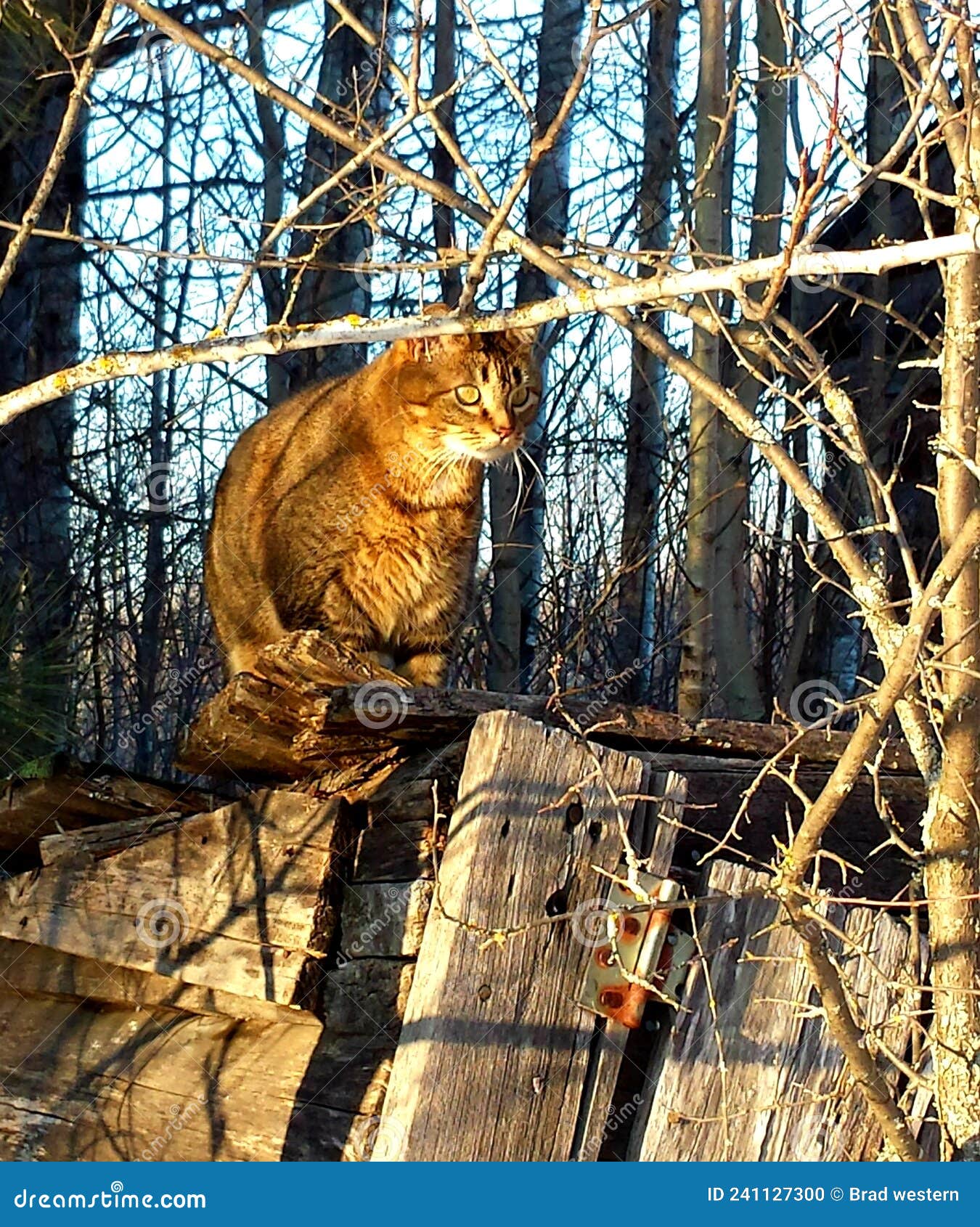Cat Enjoying the Woods of Northern Minnesota Stock Photo - Image of ...