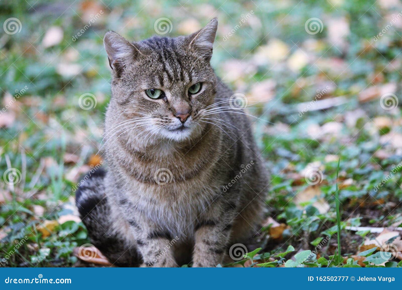 Cat enjoy stock image. Image of enyoj, green, tree, nature - 162502777