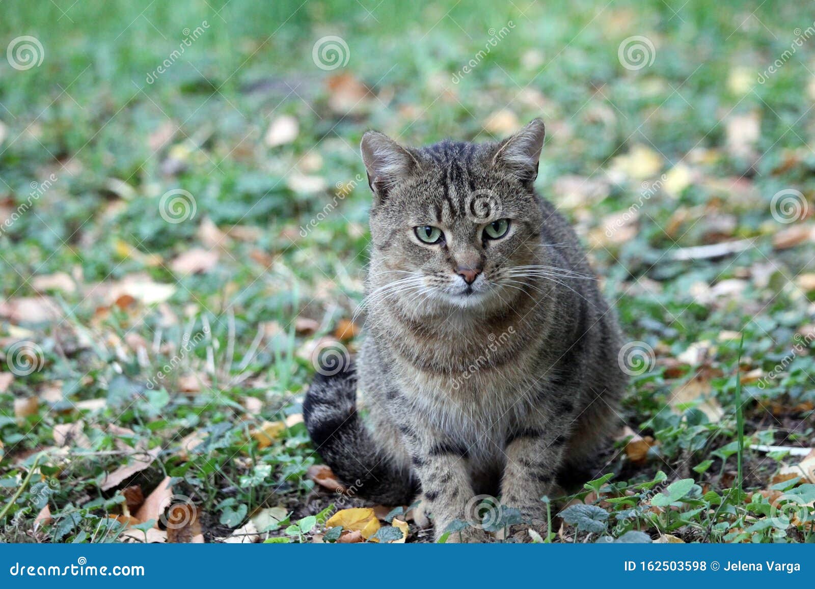 Cat enjoy stock photo. Image of nature, feline, enjoying - 162503598