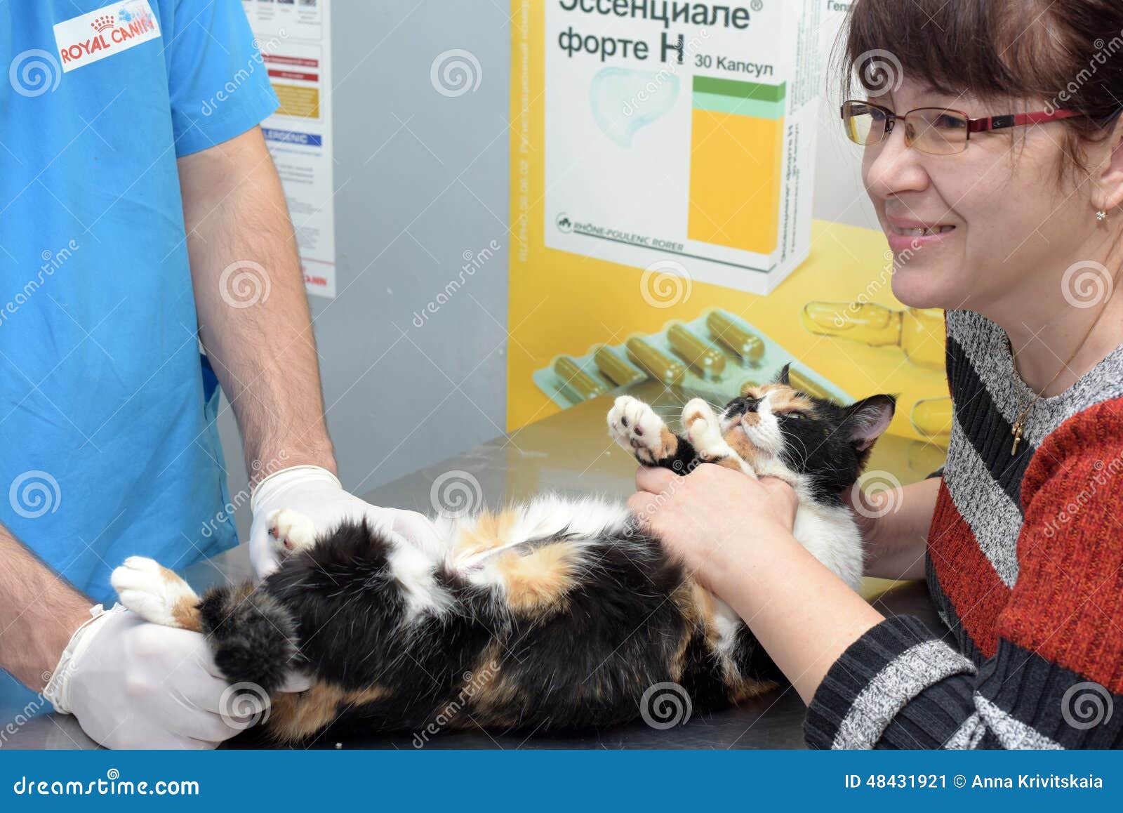 Cat Examination Veterinarian Editorial Photo - Image of little, hands ...