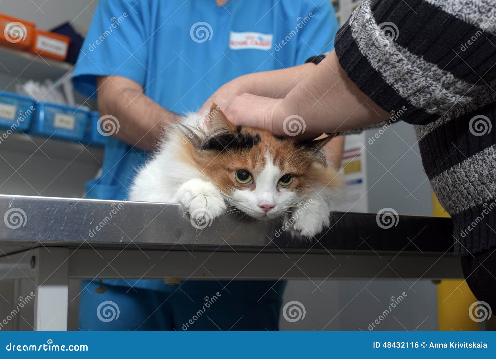 Cat Examination Veterinarian Editorial Photo - Image of little, female ...