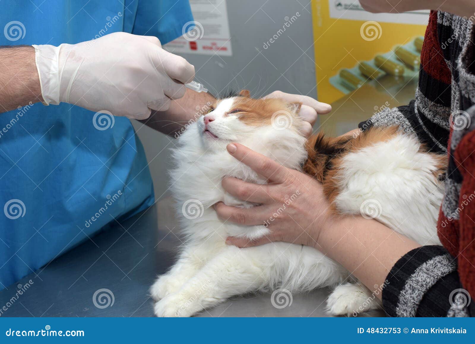 Cat Examination Veterinarian Editorial Stock Photo - Image of dachshund ...