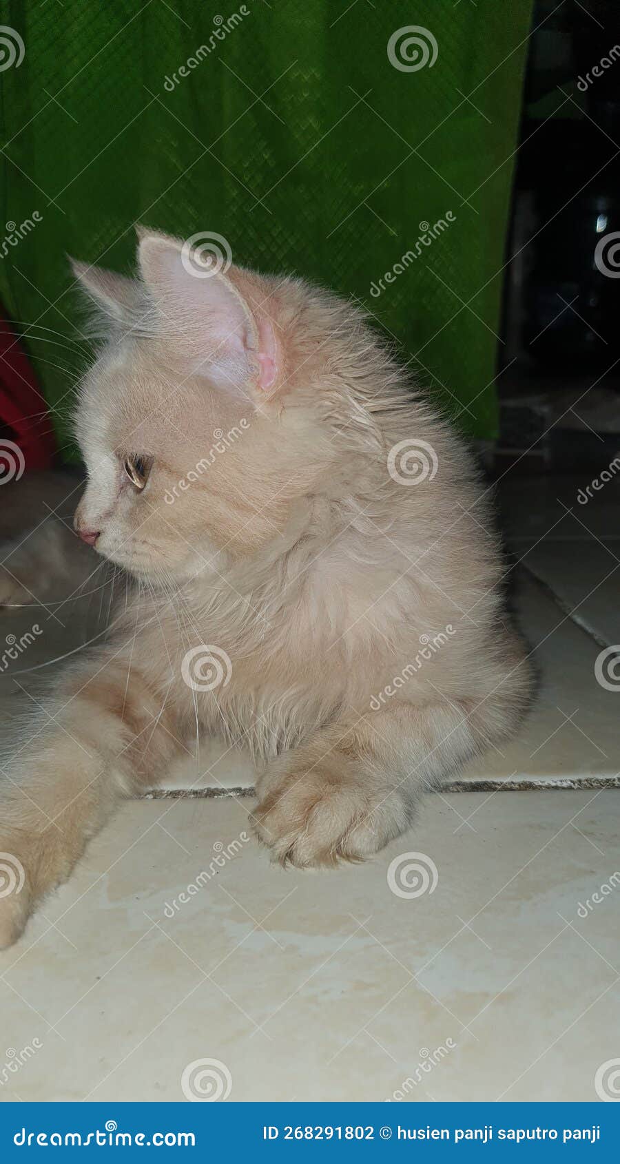 Cat exasperatedfunny stock photo. Image of funny, exasperatedfunny ...