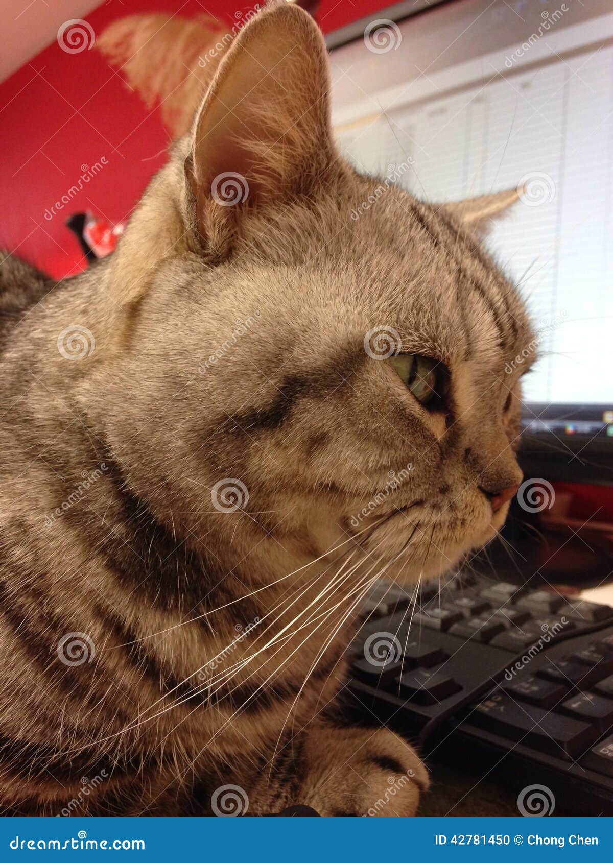 Cat and excel stock photo. Image of thingking, office - 42781450