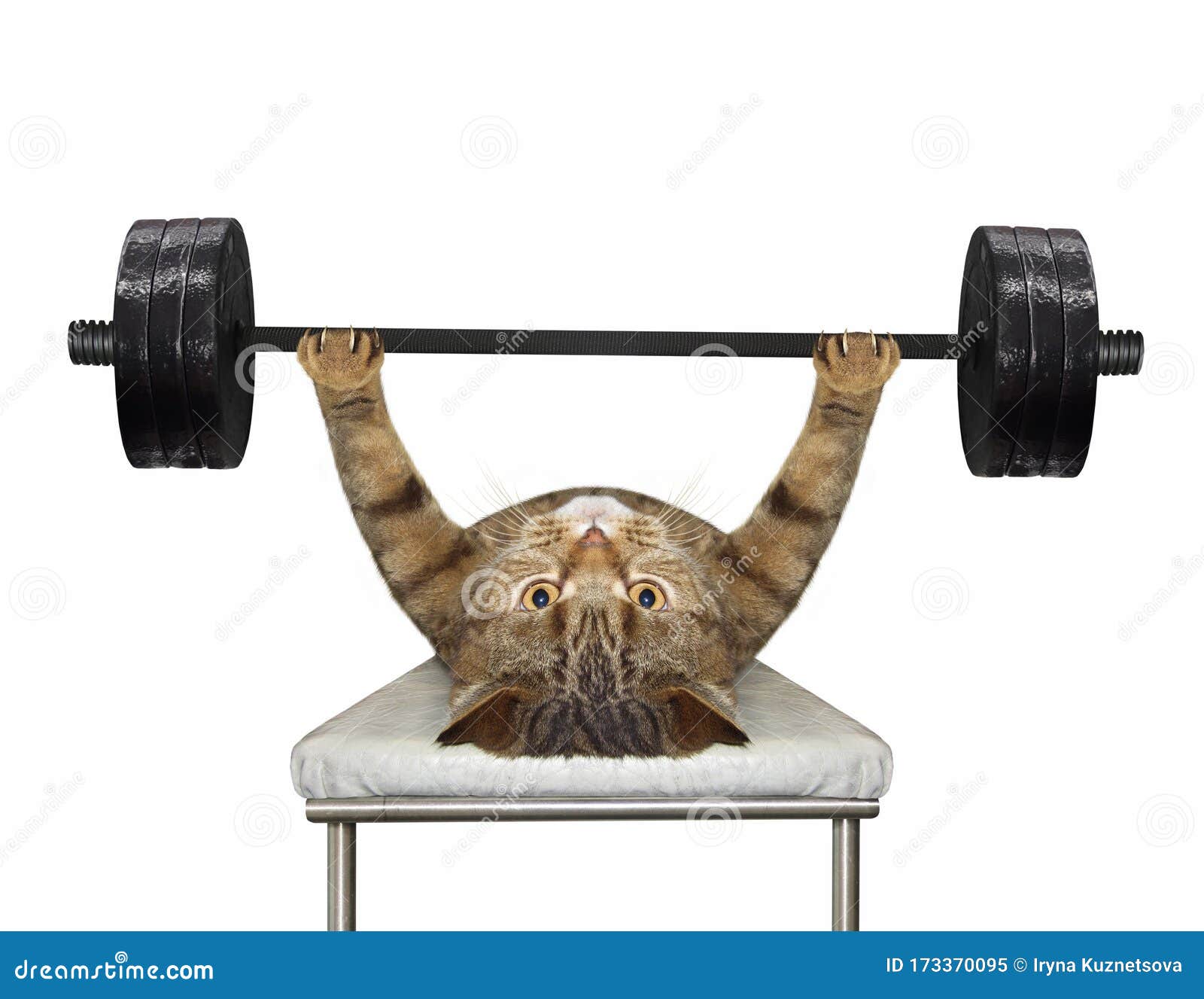 Cat Exercising on Bench Press Stock Image - Image of creative, press ...