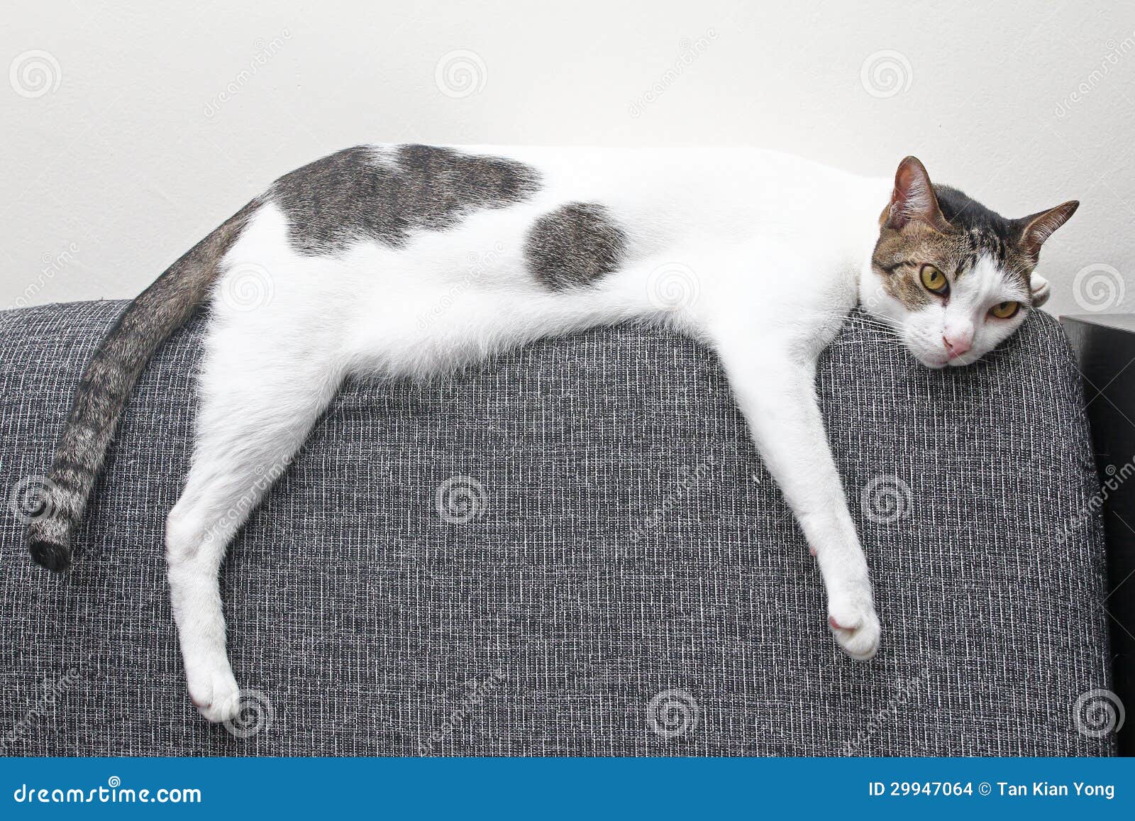 A tired cat stock photo. Image of tired, adopt, mammal - 29947064