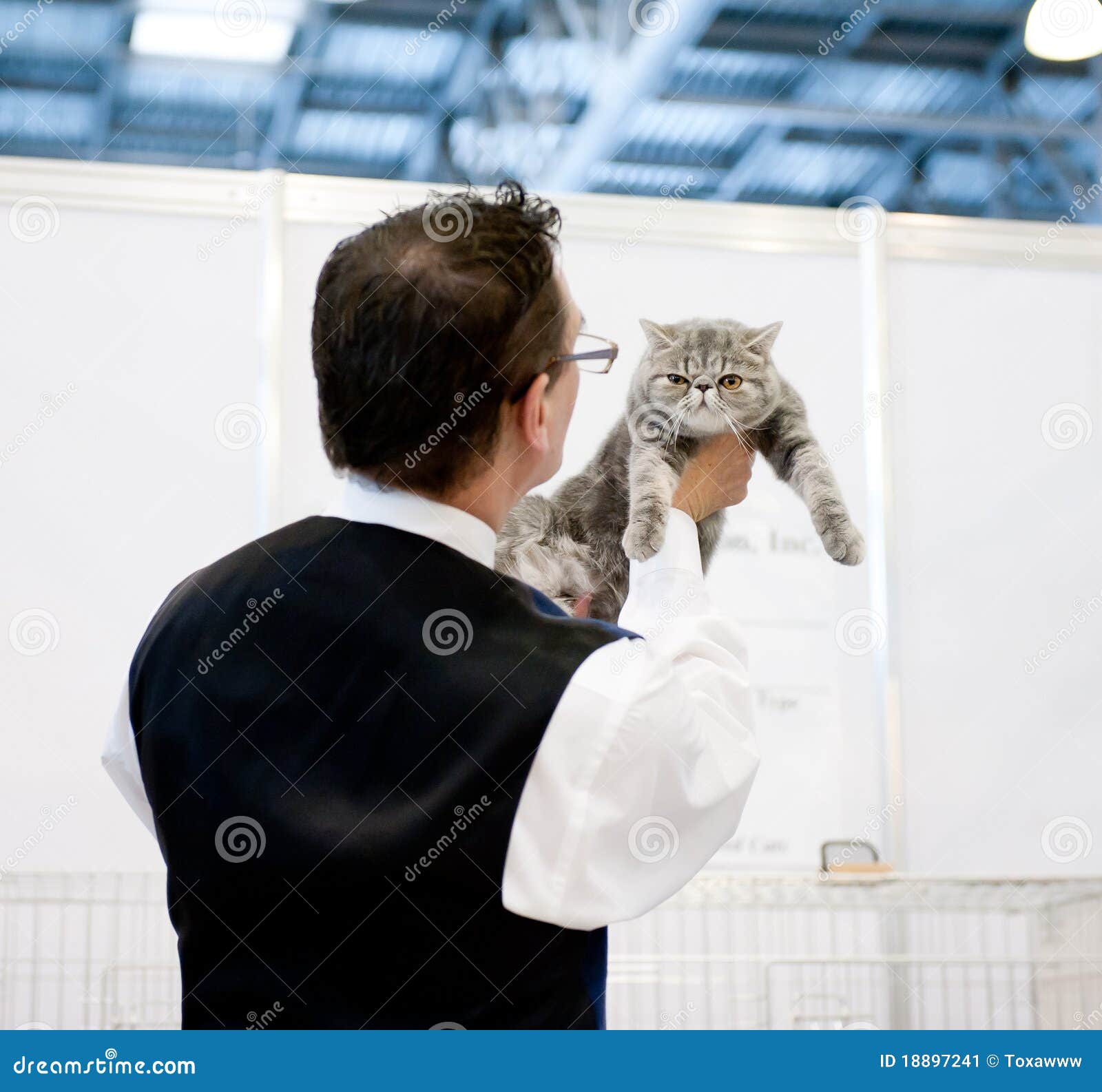 Cat exhibition editorial photo. Image of inspection, expo - 18897241