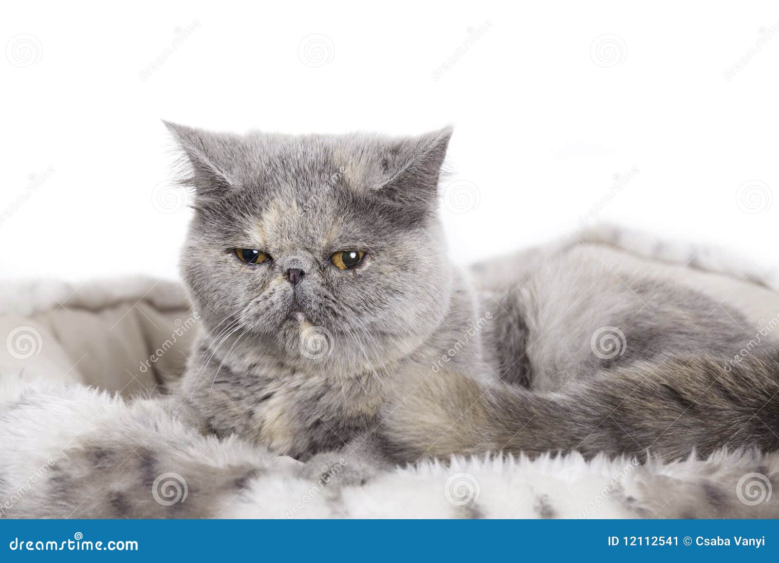 285 Exotic Longhair Cat Stock Photos - Free & Royalty-Free Stock Photos ...