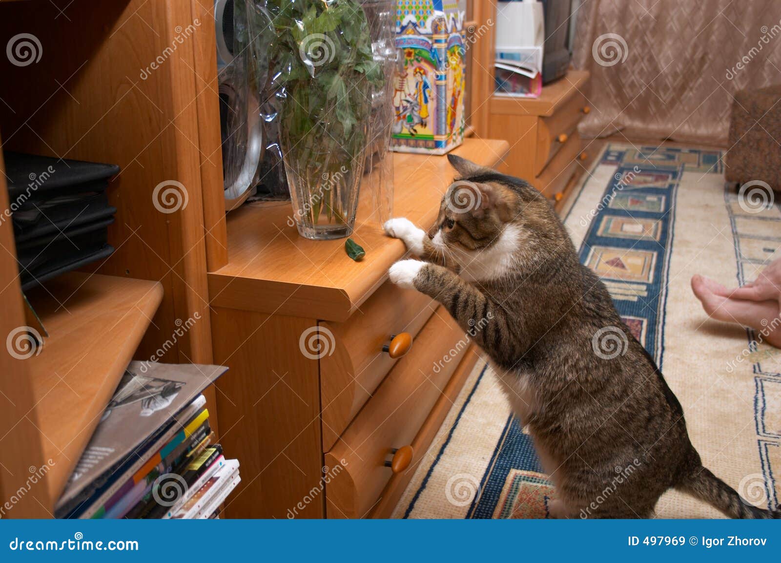 Cat - explorer stock image. Image of whisker, intriguing - 497969