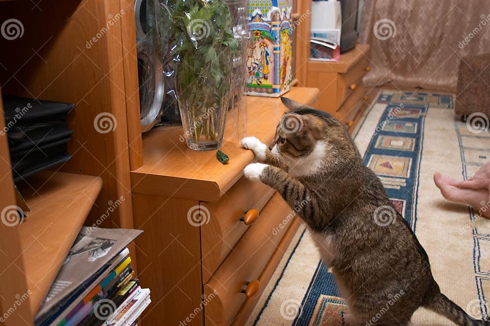 Cat - explorer stock image. Image of whisker, intriguing - 497969
