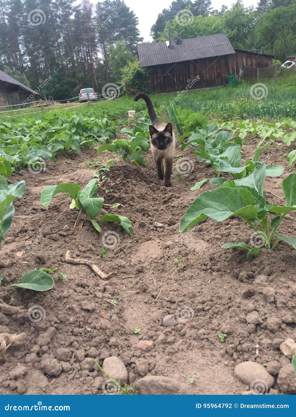 Cat exploring stock photo. Image of feeling, outside - 95964792