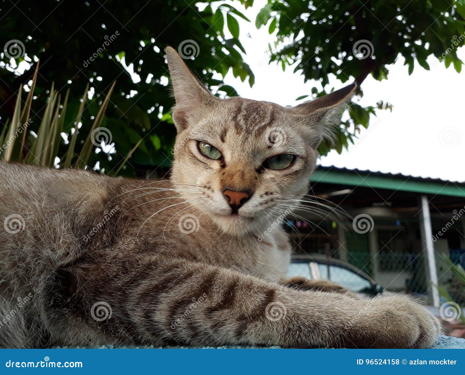 Cat stock photo. Image of cute, cool, expressions - 96524158