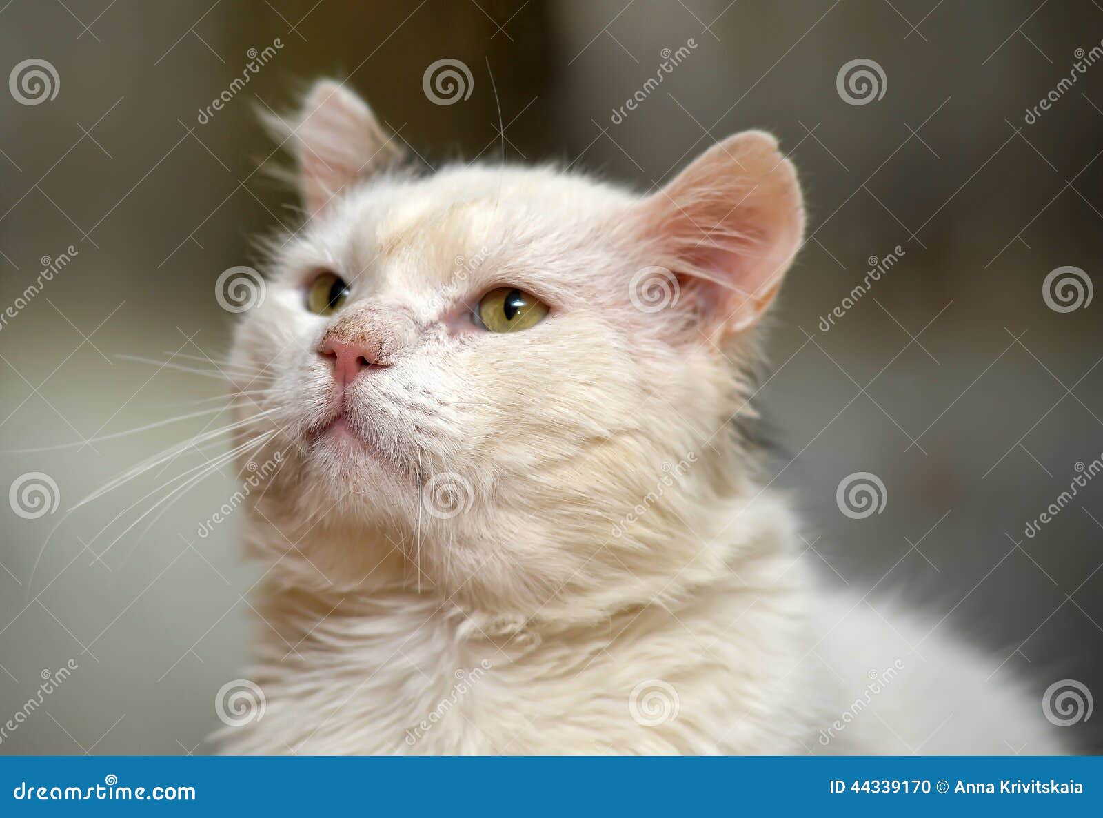 Cat with expressive eyes stock photo. Image of mammal - 44339170