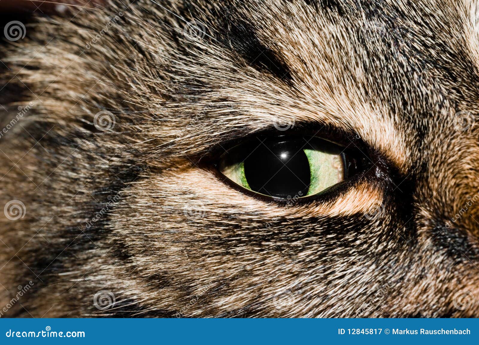 Cat Eye stock image. Image of staring, watching, feline - 12845817