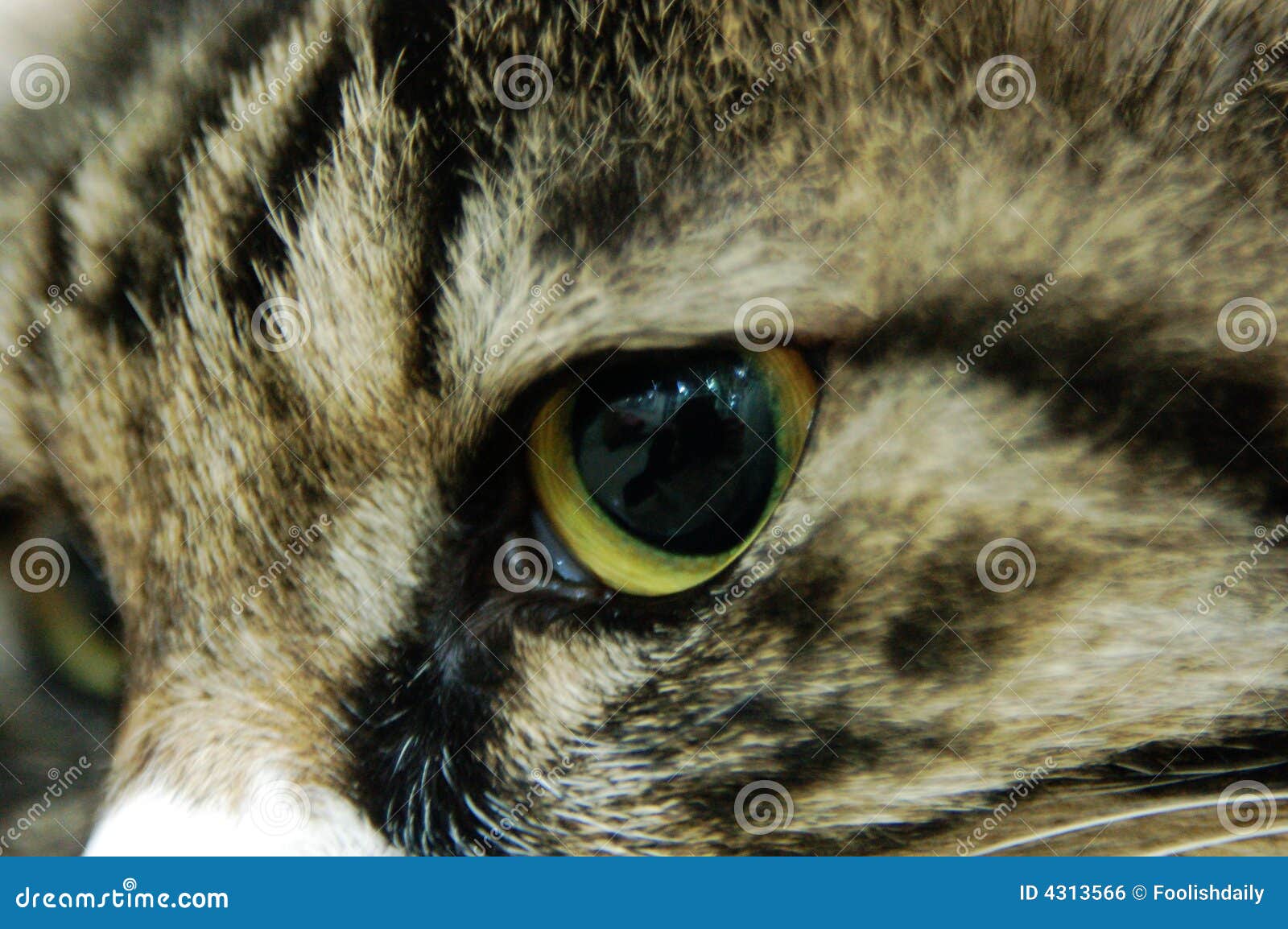 Cat Eye Picture. Image: 4313566