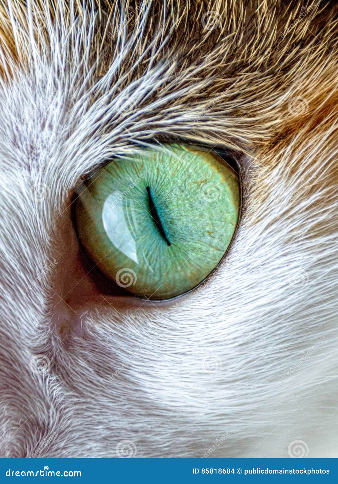 Cat Eye Picture. Image: 85818604