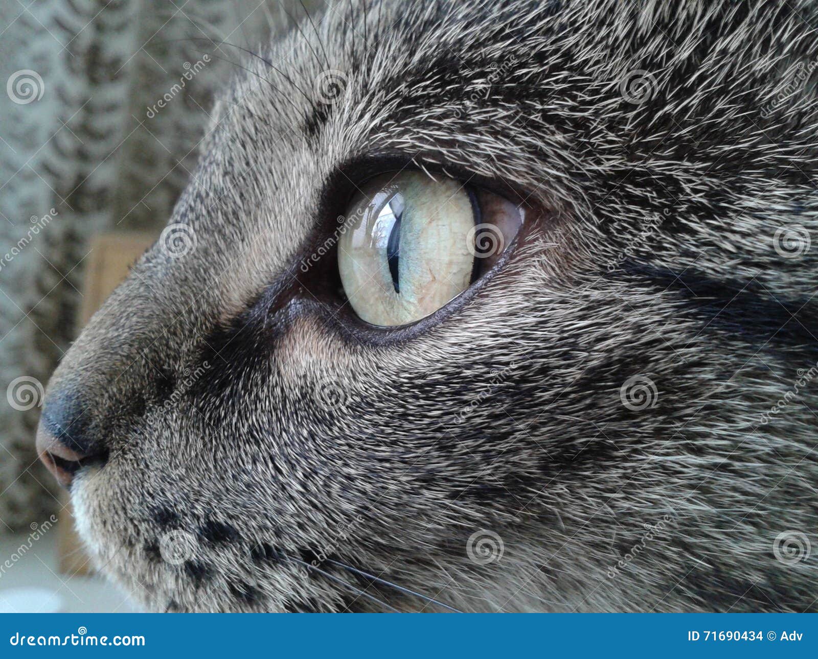 Cat eye stock photo. Image of reflection, home, detail - 71690434