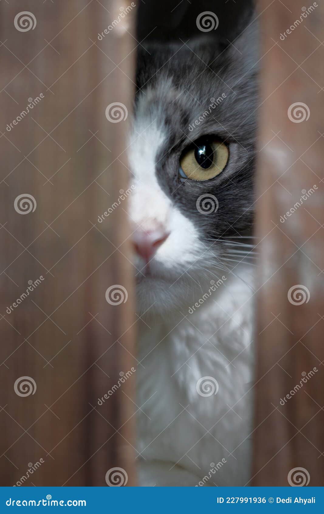 Cat eye gaze stock photo. Image of nose, skin, animal - 227991936
