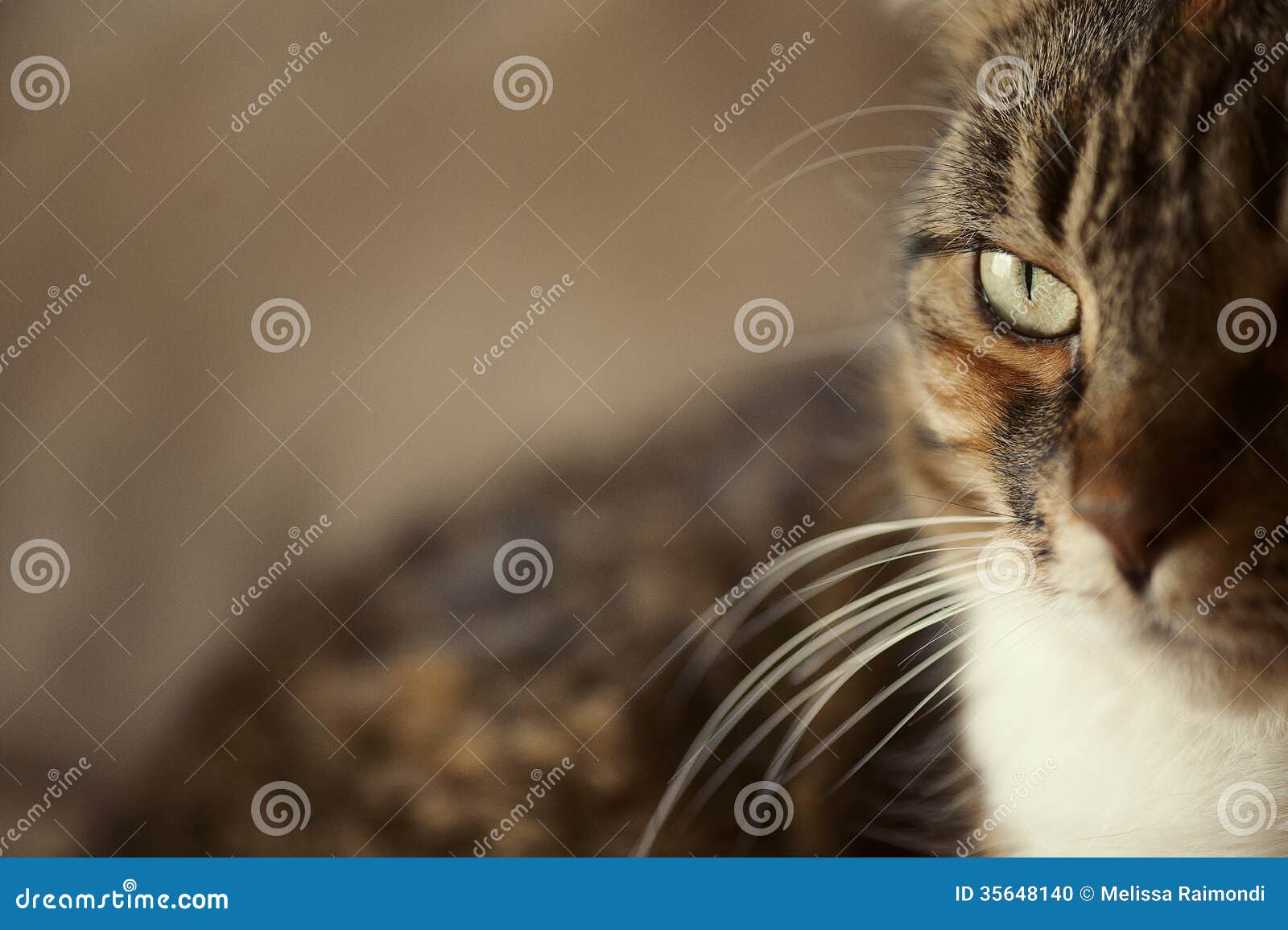 Cat Eye Side View foto de archivo. Imagen de barbas, mascota - 35648140