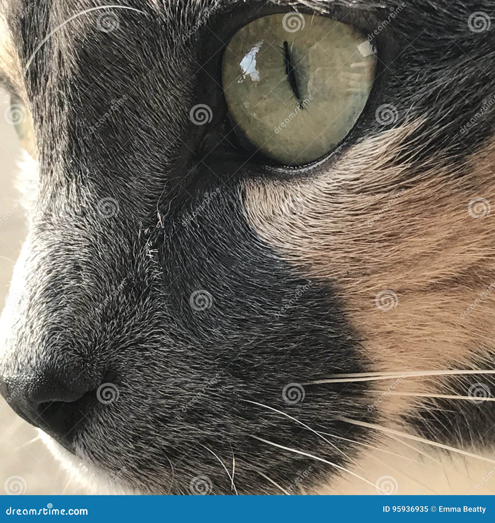 Cat eye stock image. Image of staring, cute, animal - 95936935