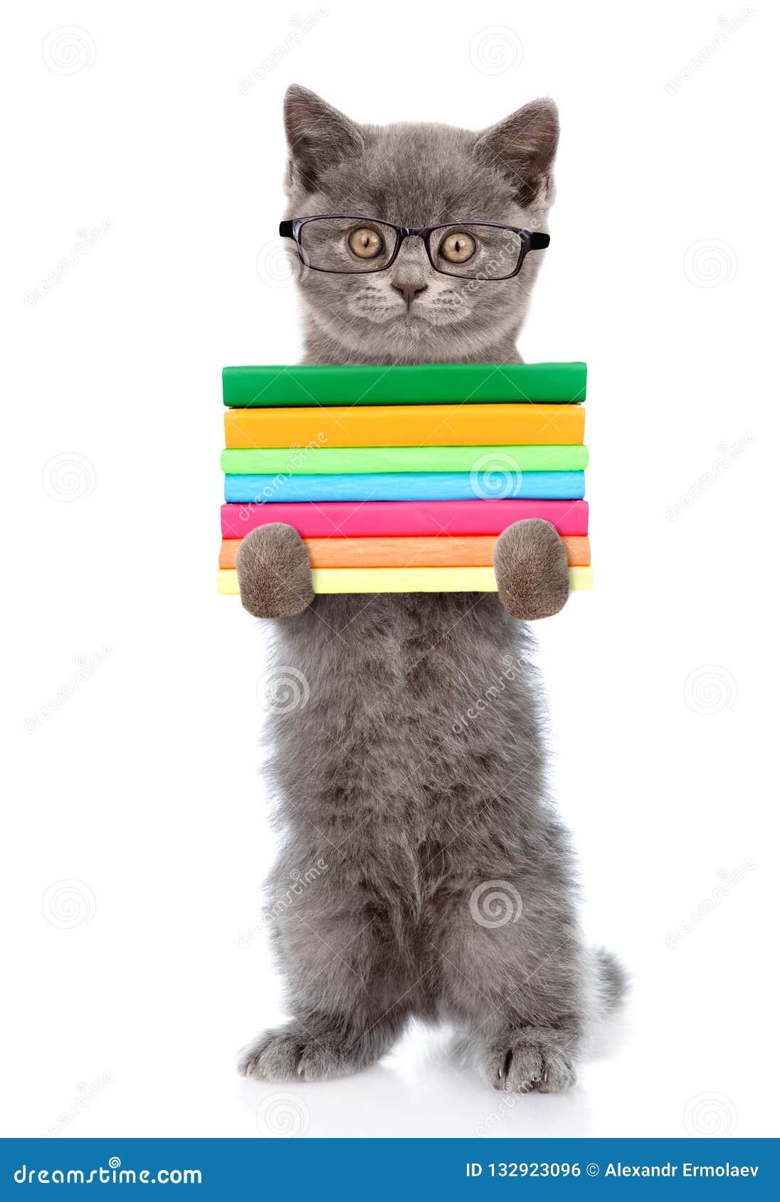 Cat in Eyeglasses Holding a Stack of Books. Isolated on White Stock ... Cat in Eyeglasses Holding a Stack of Books. Isolated on White Stock ...