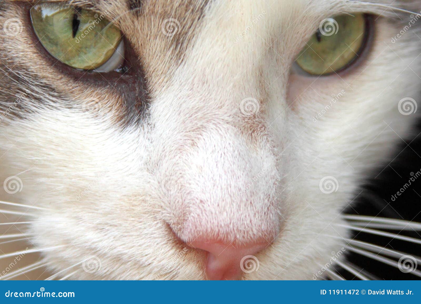 Cat Eyes stock photo. Image of eyes, felines, pets, face - 11911472