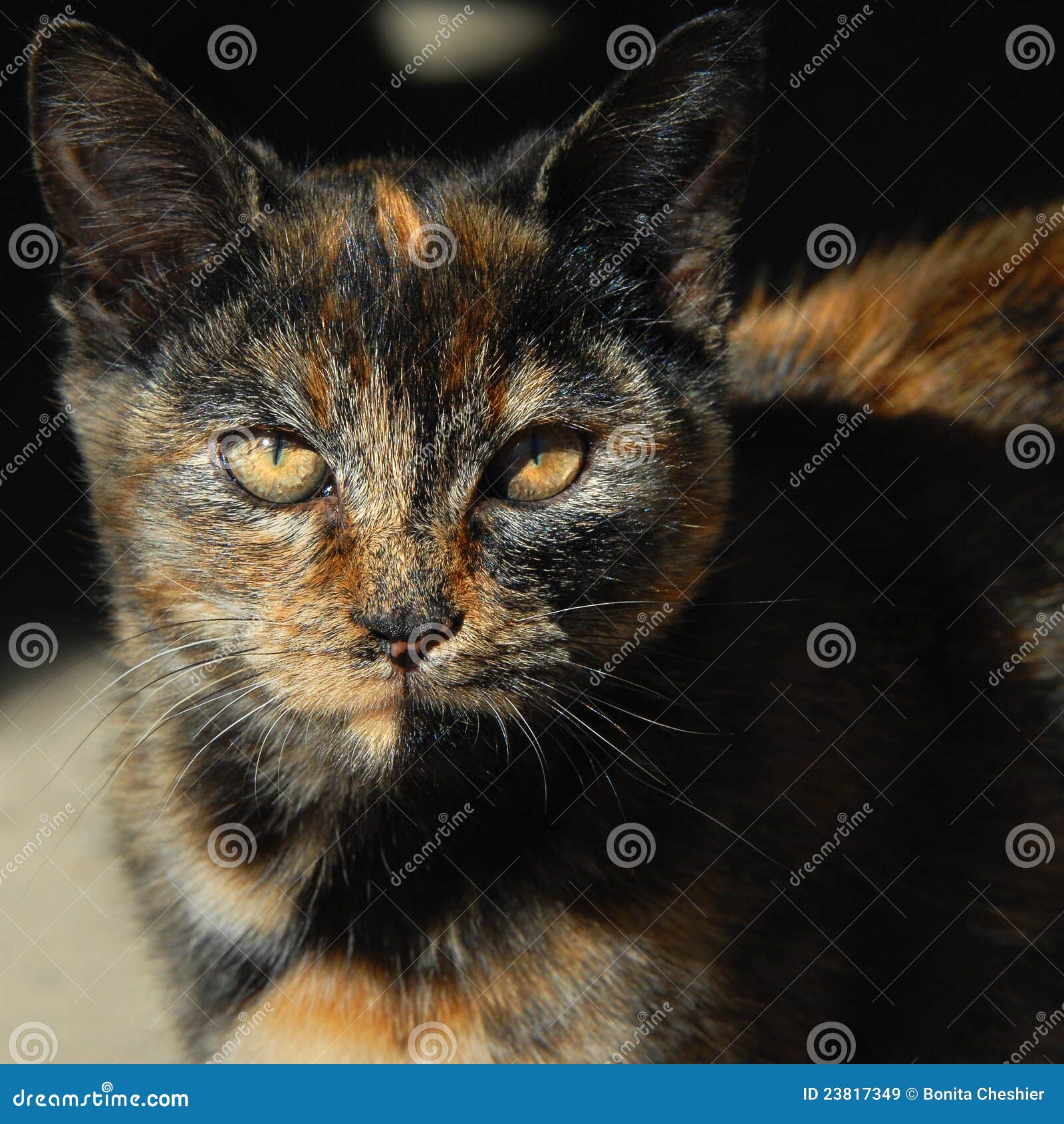Cat Eyes in Amber stock image. Image of brown, head, darling - 23817349