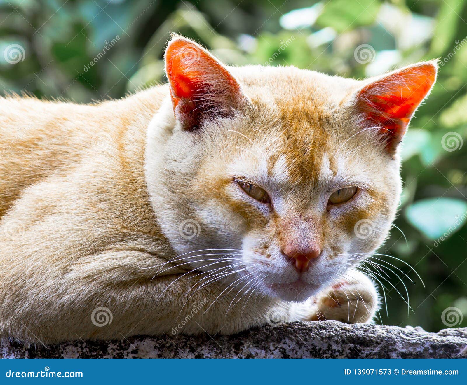 Cat with eyes stock image. Image of adorable, feline - 139071573