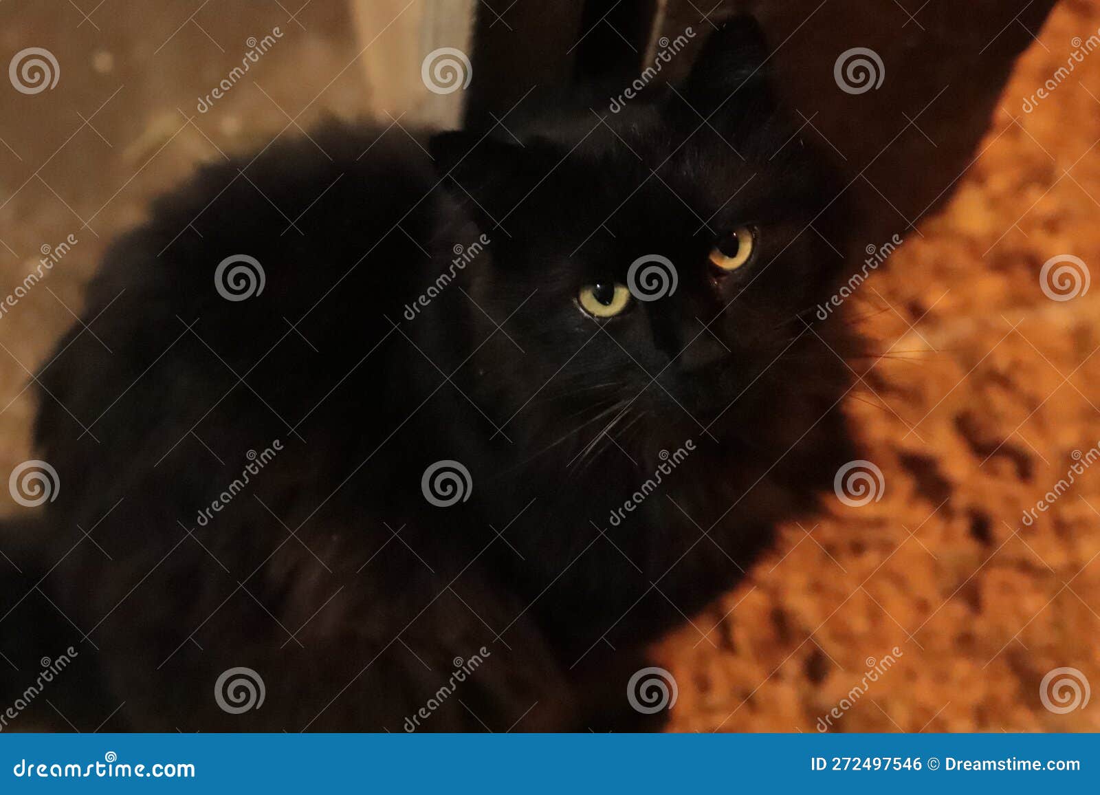 Cat eyes black cats stock photo. Image of carnivore - 272497546